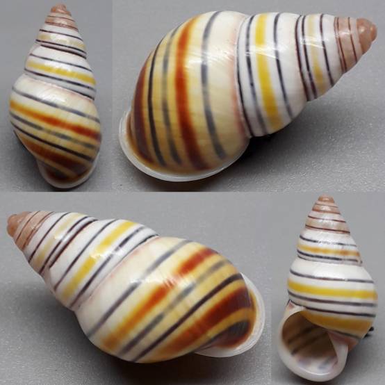 shellauction.net :: Amphidromus laevus kissuensis - 3601092