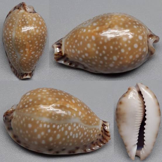 shellauction.net :: Naria lamarckii - 3601188