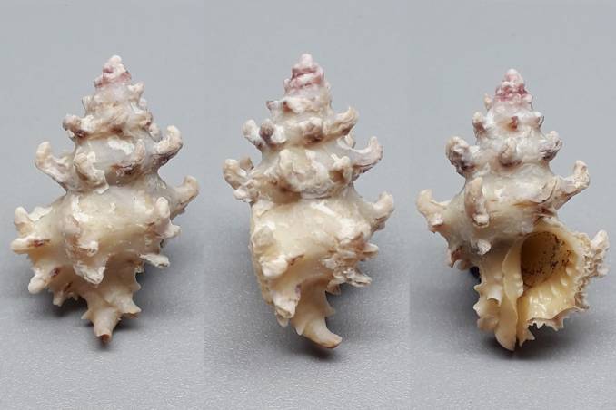 shellauction.net :: Attiliosa sp. - 3601244