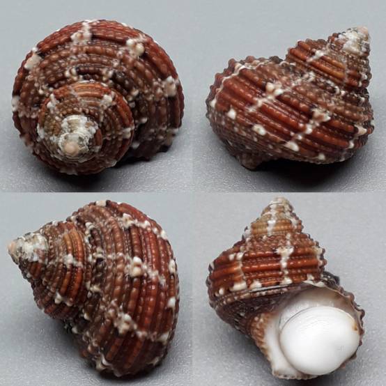 shellauction.net :: Turbo heterocheilus - 3601263