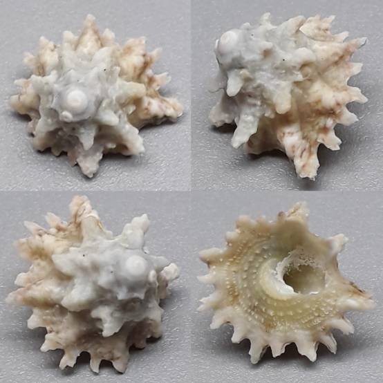 shellauction.net :: Astralium sp. - 3601266