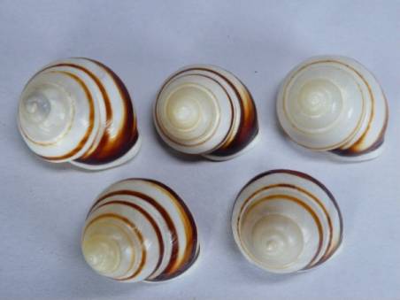 shellauction.net :: Papuina boivini - 3601304