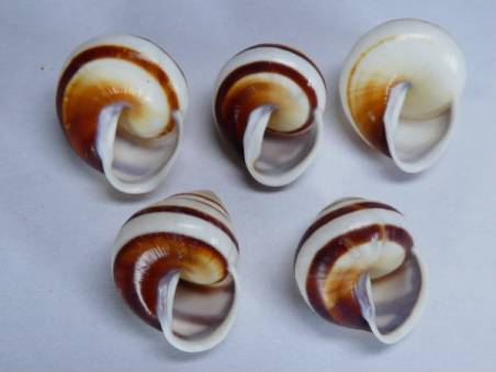 shellauction.net :: Papuina boivini - 3601304