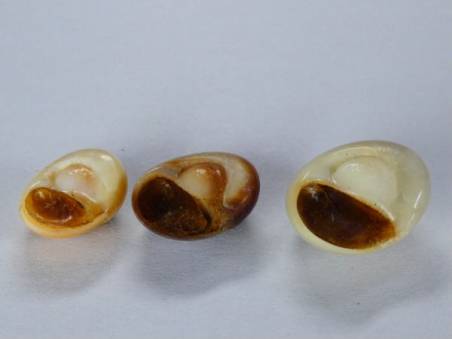 shellauction.net :: Polinices incei - 3601338