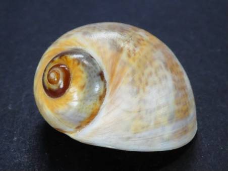 shellauction.net :: Natica tecta - 3601345