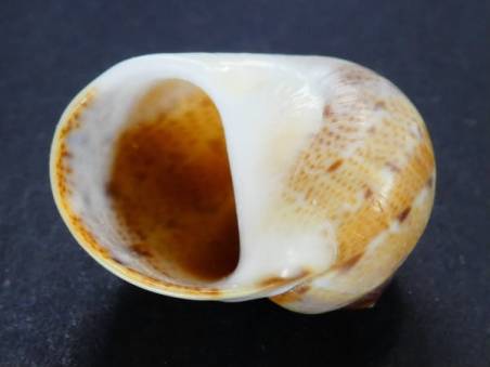 shellauction.net :: Natica tecta - 3601345