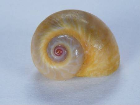 shellauction.net :: Natica euzona - 3601353