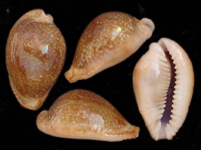 shellauction.net :: Cypraea miliaris - 3601363