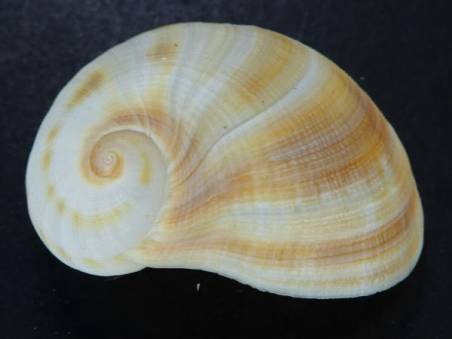 shellauction.net :: Sinum maculatum - 3601379