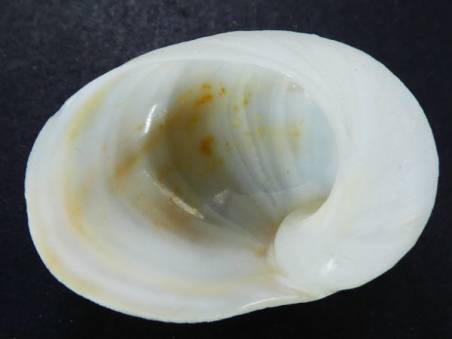 shellauction.net :: Sinum maculatum - 3601379