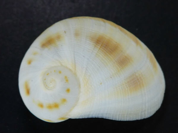 shellauction.net :: Sinum maculatum - 3601380