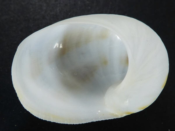 shellauction.net :: Sinum maculatum - 3601380