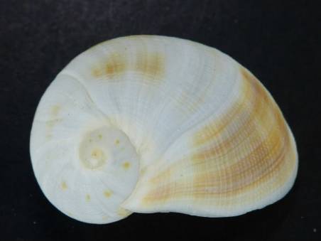 shellauction.net :: Sinum maculatum - 3601381