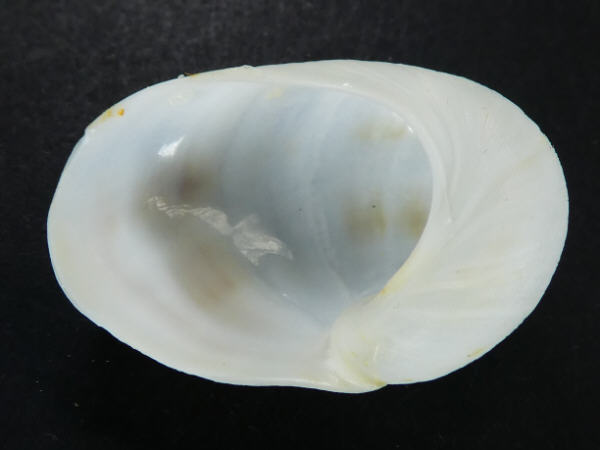 shellauction.net :: Sinum maculatum - 3601381