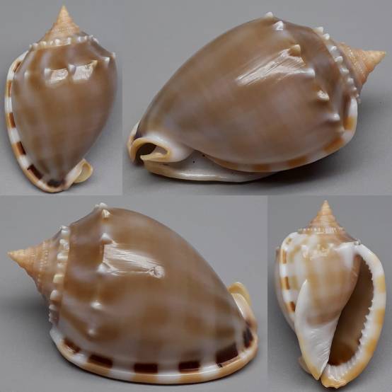 shellauction.net :: Phalium bandatum - 3601641