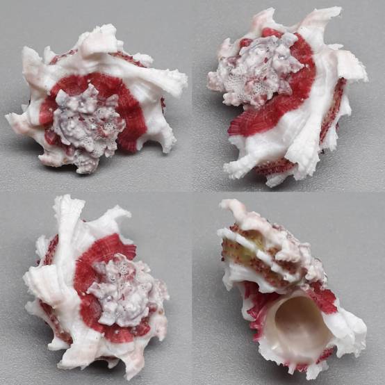 shellauction.net :: Angaria formosa - 3601669