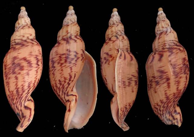 shellauction.net :: Fulgonaria hamillei - 3601736