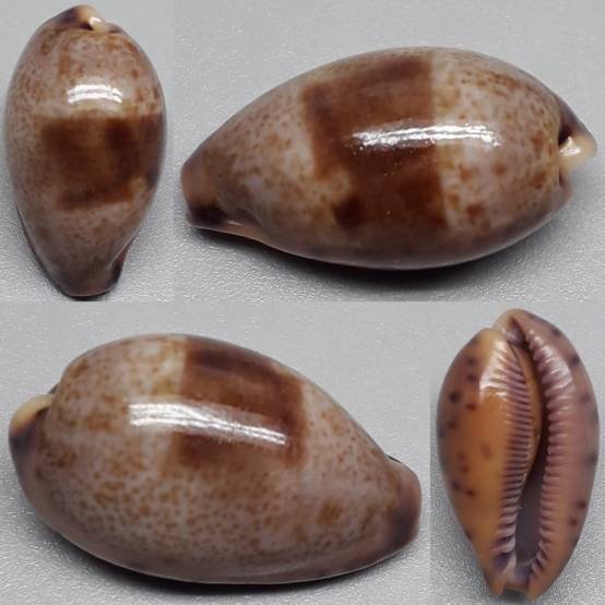 shellauction.net :: Contradusta walkeri - 3601738