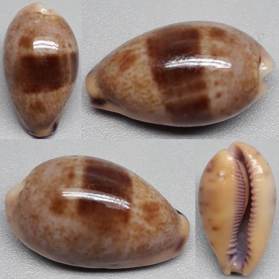 shellauction.net :: Contradusta walkeri - 3601741