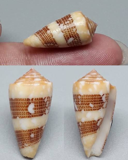 shellauction.net :: Conus nobilis victor - 3601861