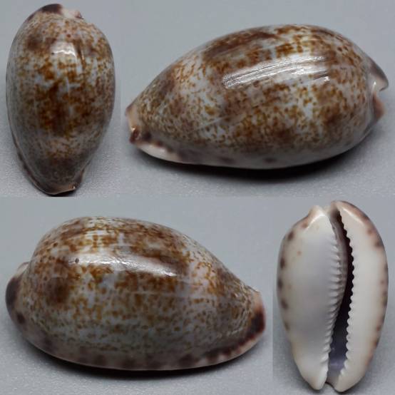 shellauction.net :: Erronea vredenburgi - 3602006