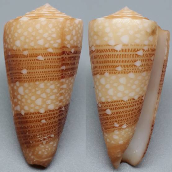 shellauction.net :: Conus nobilis victor - 3602252