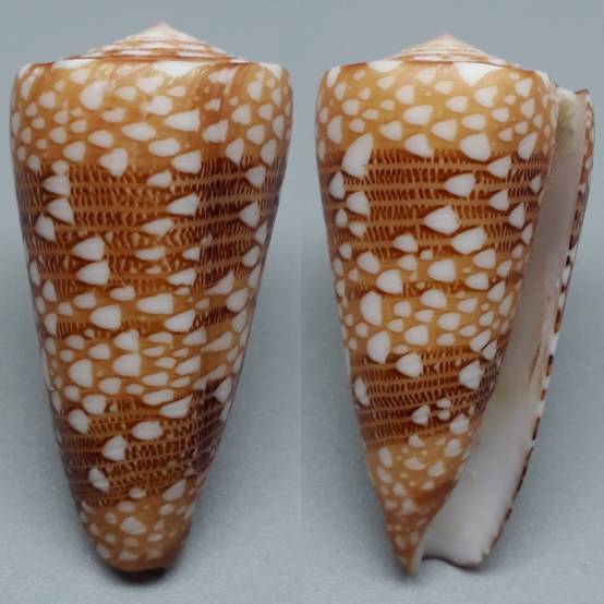 shellauction.net :: Conus nobilis victor - 3602257