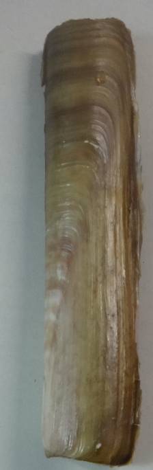 shellauction.net :: Solen gordonis - 3602576