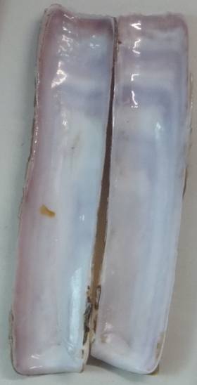 shellauction.net :: Solen gordonis - 3602576