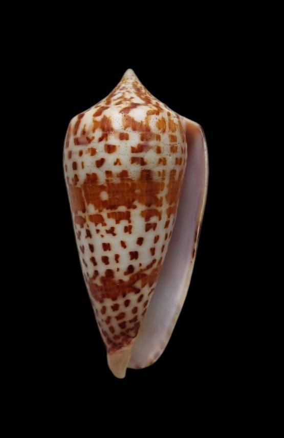 shellauction.net :: Conus lynceus - 3602623