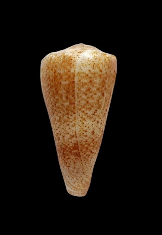 shellauction.net :: Conus imperialis queketti - 3602632