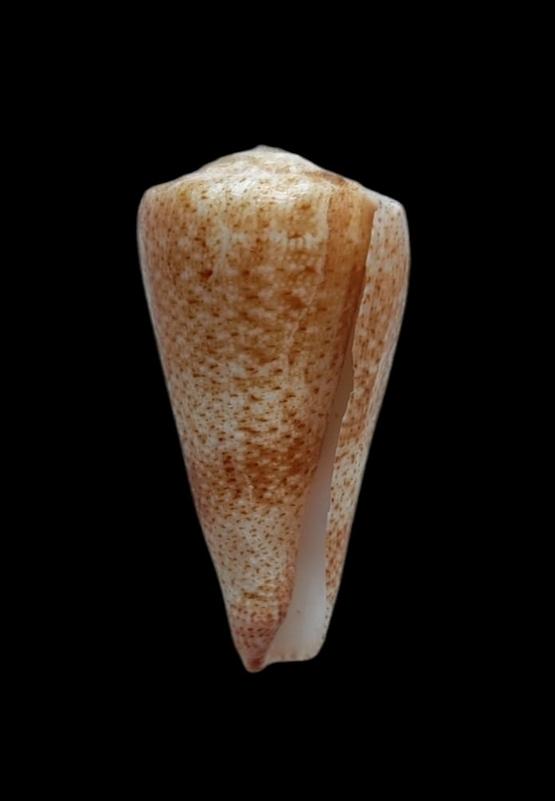 shellauction.net :: Conus imperialis queketti - 3602632