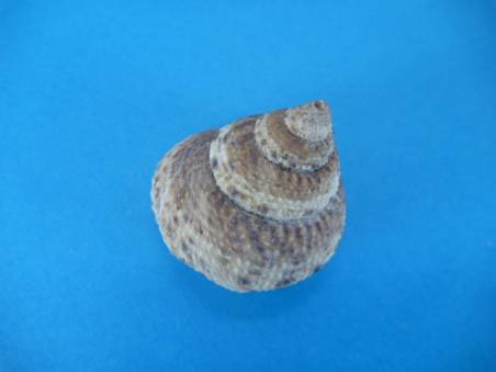 shellauction.net :: Turcica coreensis - 3602638