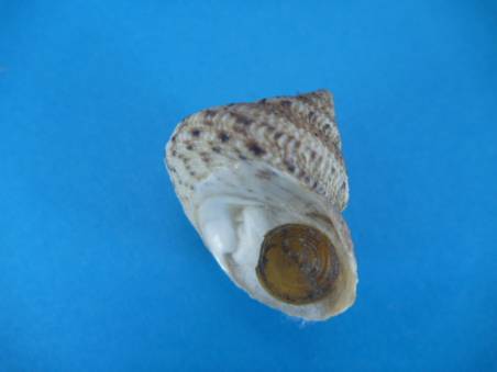 shellauction.net :: Turcica coreensis - 3602638