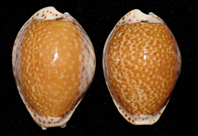 shellauction.net :: Naria acicularis marcuscoltroi - 3602642