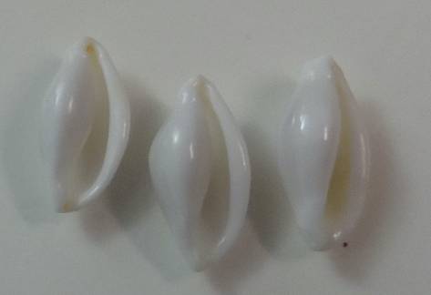 shellauction.net :: Simnia spelta - 3602647