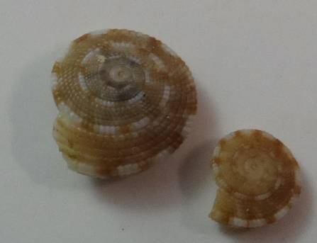 shellauction.net :: Heliacus implexus - 3602653