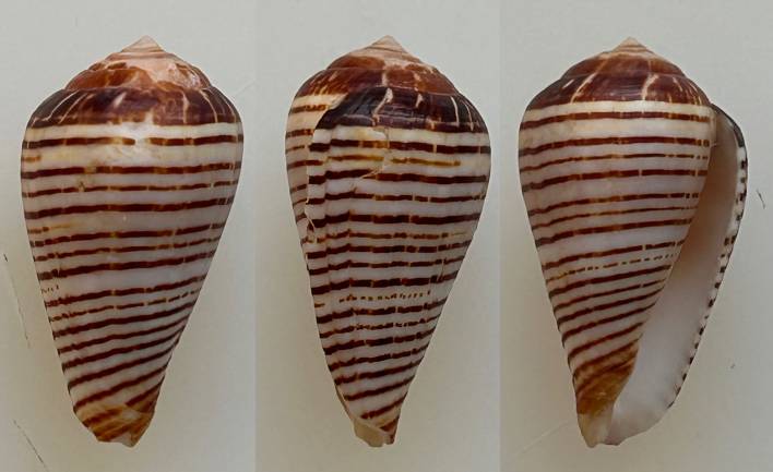 shellauction.net :: Conus chytreus - 3602656