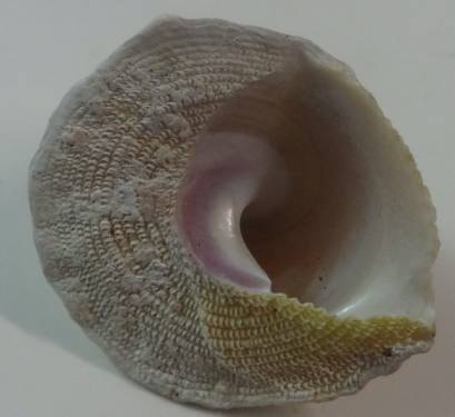 shellauction.net :: Astralium tentorium - 3602666