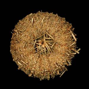 shellauction.net :: Temnopleurus reevesii - 3602689