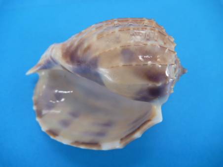 shellauction.net :: Harpa crenata - 3602702