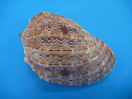 shellauction.net :: Harpa crenata - 3602702