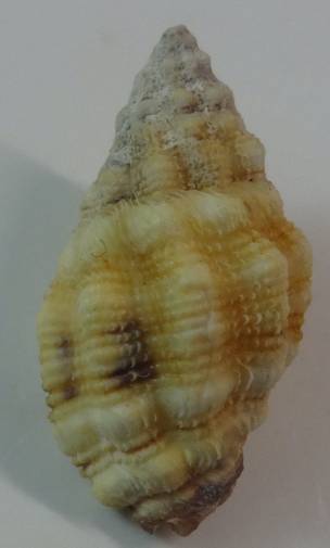 shellauction.net :: Cronia aurantiaca f. pseudamygdala - 3602753