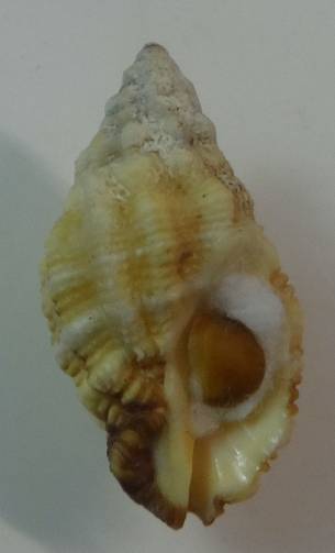 shellauction.net :: Cronia aurantiaca f. pseudamygdala - 3602753