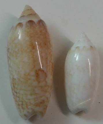 shellauction.net :: Oliva reticularis forms - 3602755