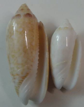 shellauction.net :: Oliva reticularis forms - 3602755