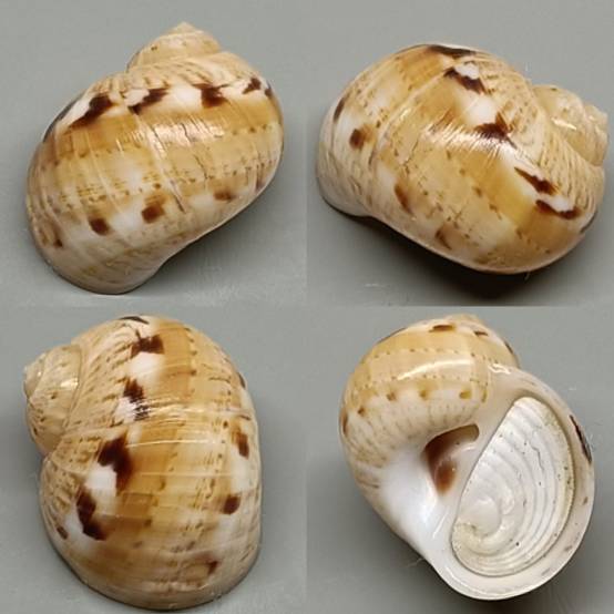 shellauction.net :: Natica sp. - 3602885