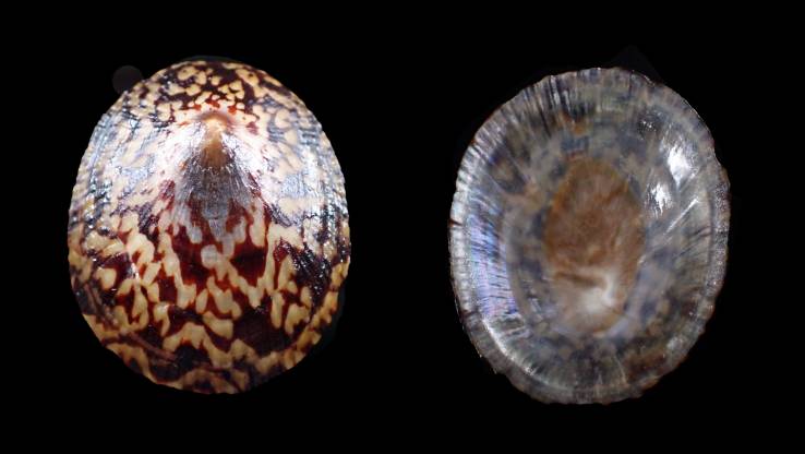 shellauction.net :: Cellana testudinaria - 3602914