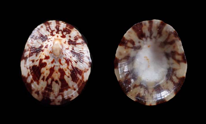 shellauction.net :: Cellana testudinaria - 3602927