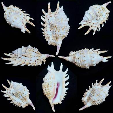 shellauction.net :: Ophioglossolambis violacea - 3603002